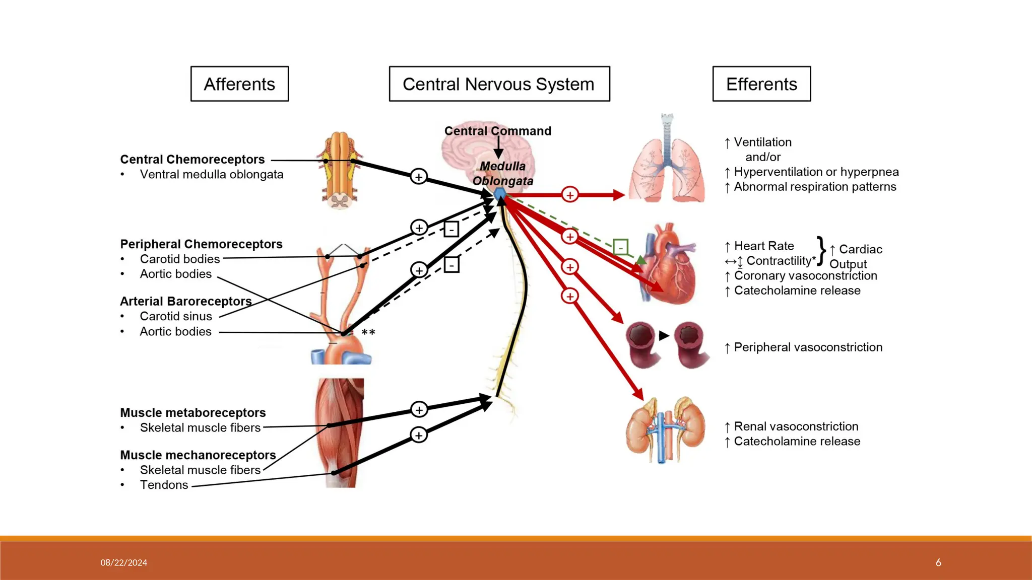 CARDIAC REFLEXES ppt cardiac reflexes .pptx