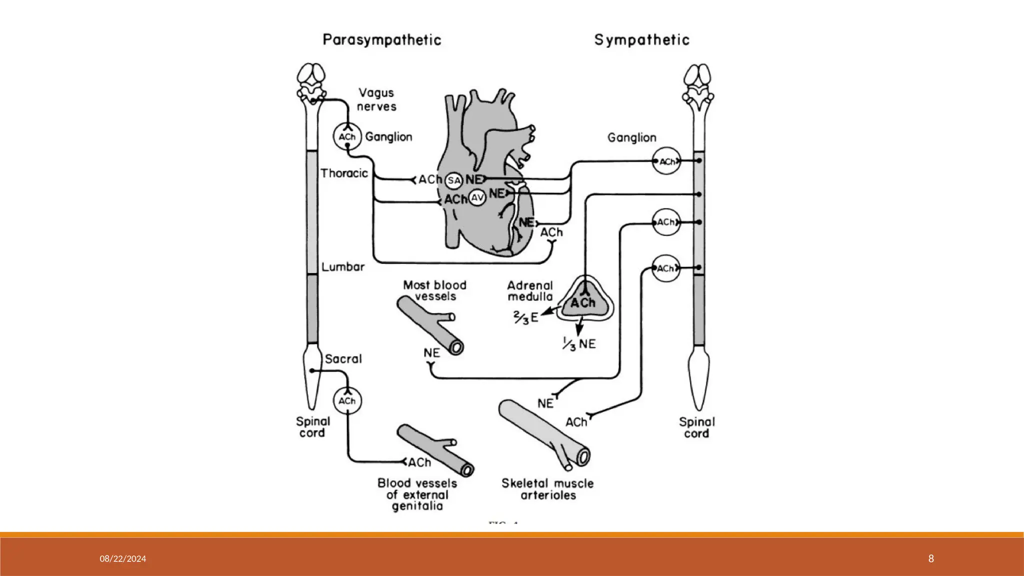 CARDIAC REFLEXES ppt cardiac reflexes .pptx
