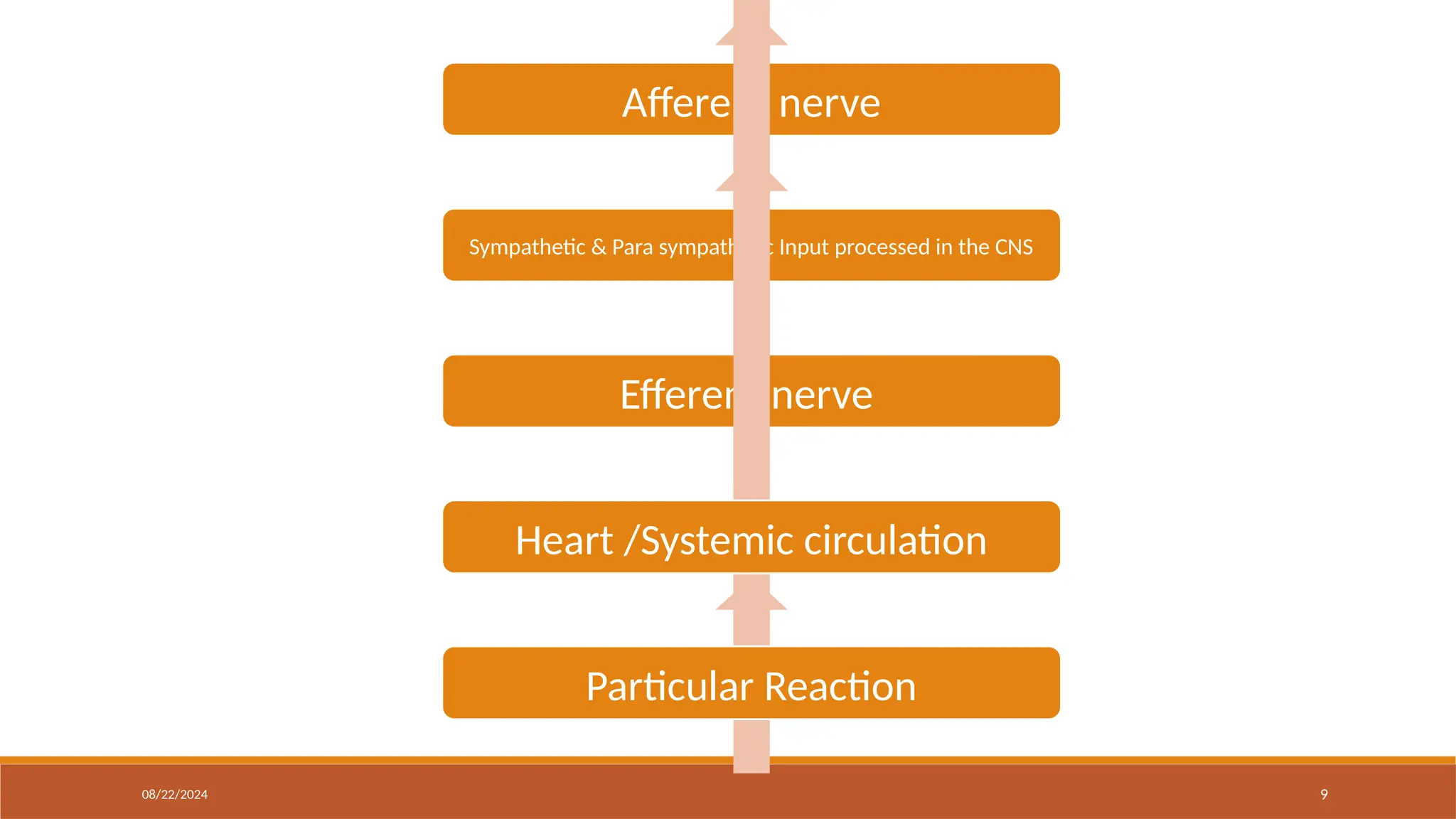 CARDIAC REFLEXES ppt cardiac reflexes .pptx