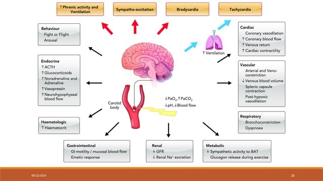 CARDIAC REFLEXES ppt cardiac reflexes .pptx