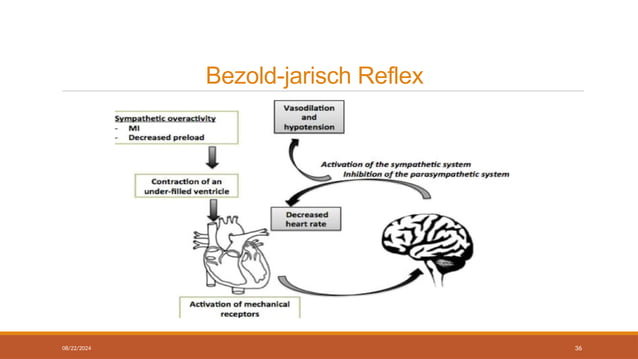 CARDIAC REFLEXES ppt cardiac reflexes .pptx