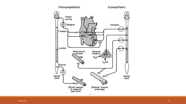 CARDIAC REFLEXES ppt cardiac reflexes .pptx