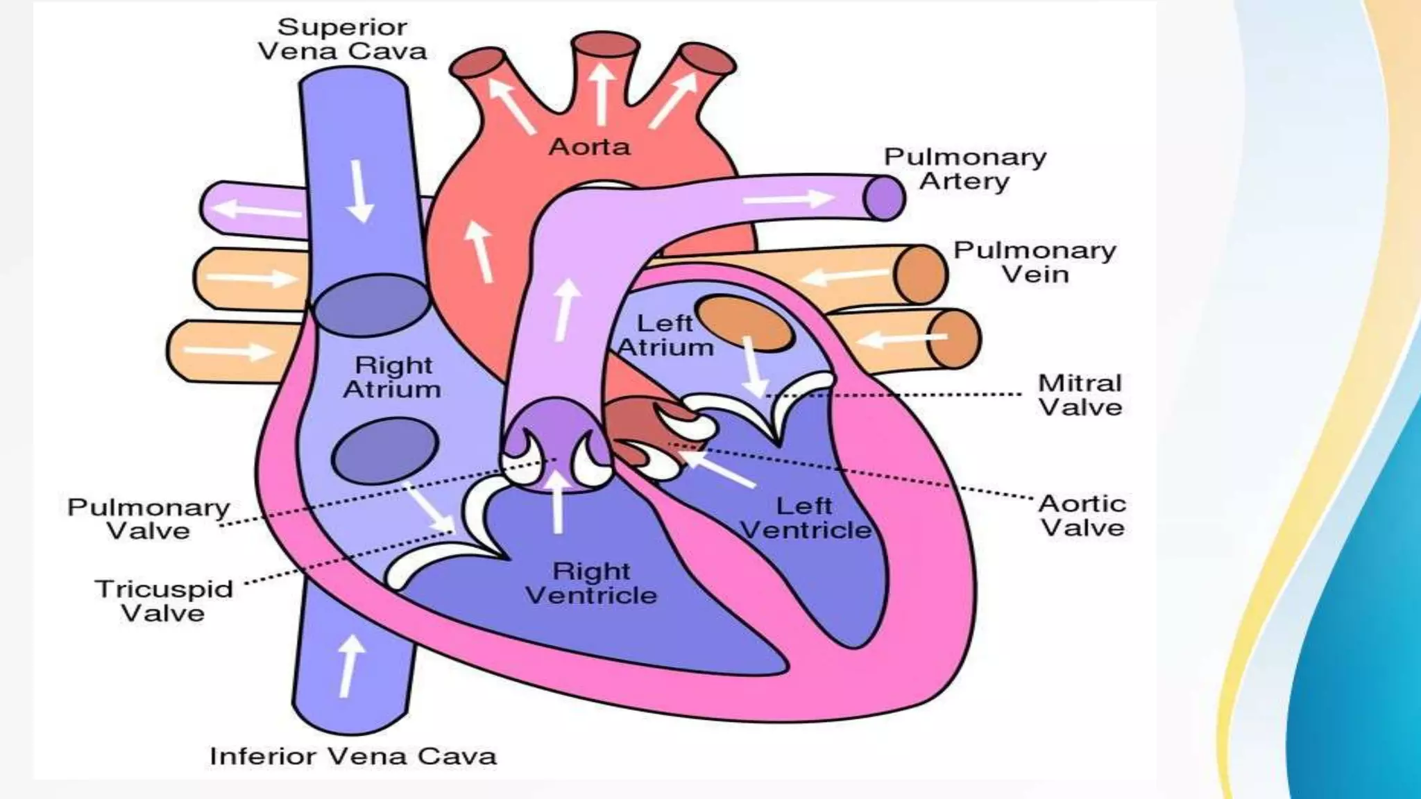 Cardiac rhythm management | PPT