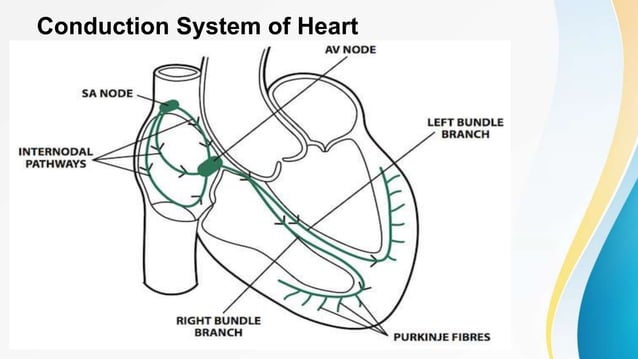 Cardiac rhythm management | PPT