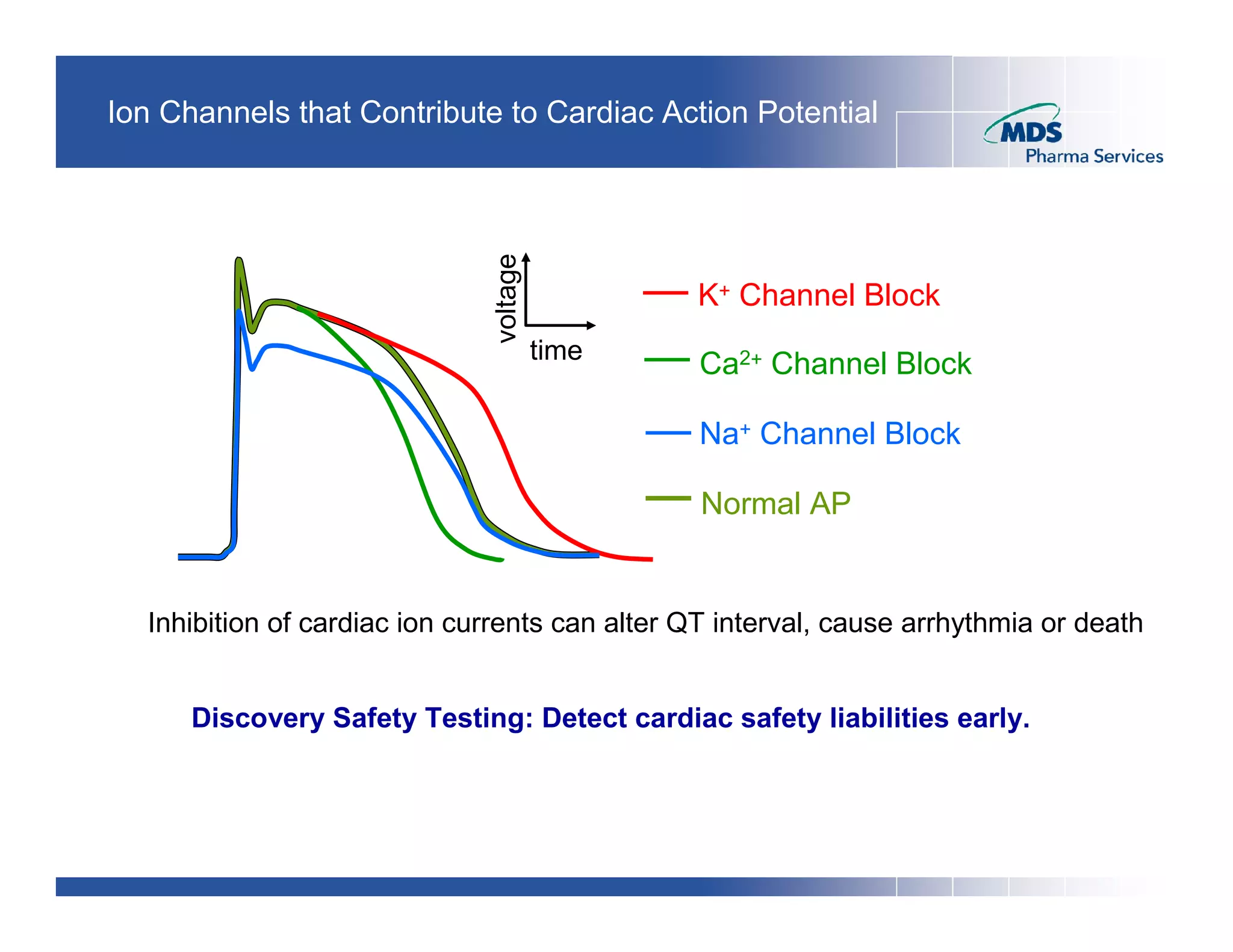 Cardiac Safety Screening Assays | PDF | Heart and Cardiovascular ...