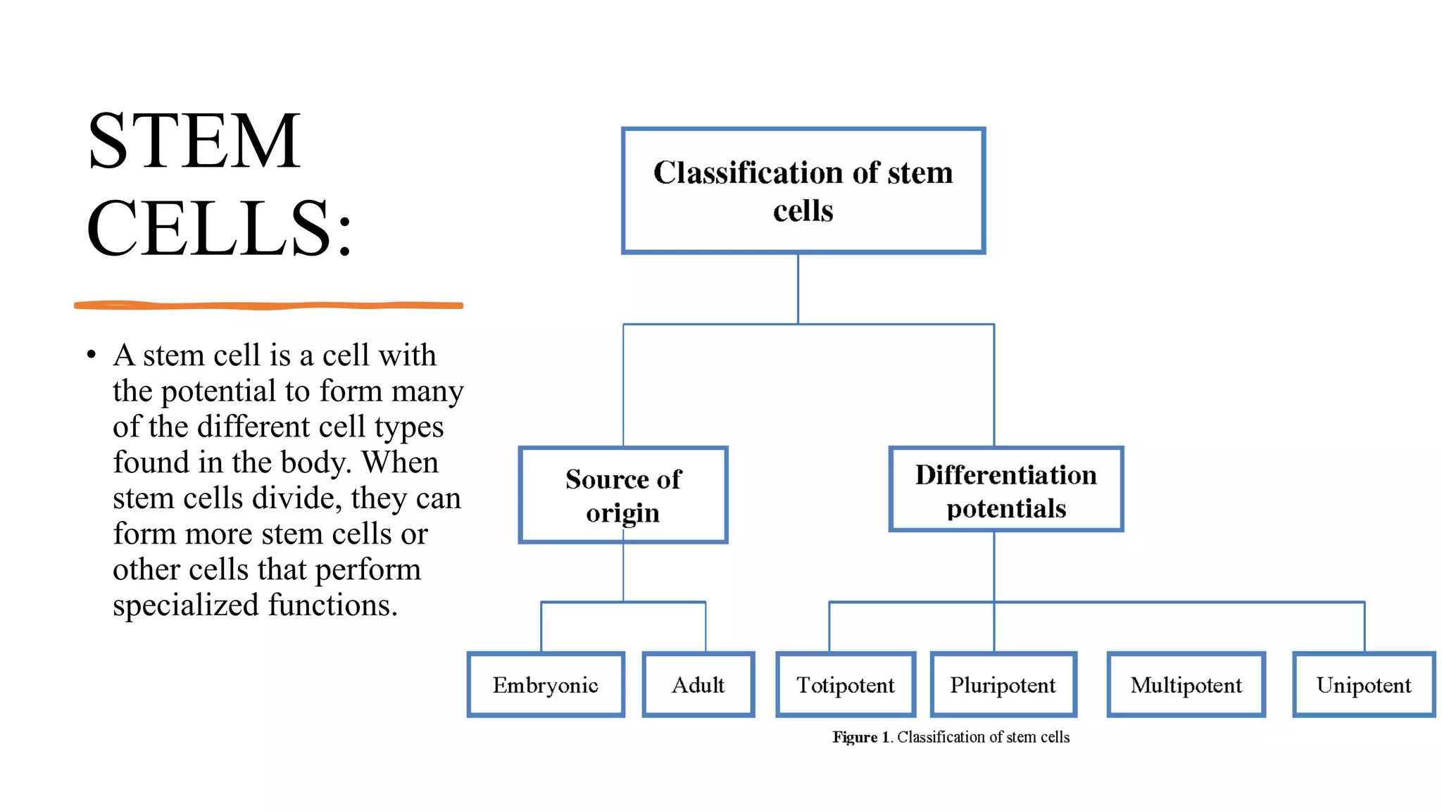 Cardiac & Skeletal stem cells.pptx