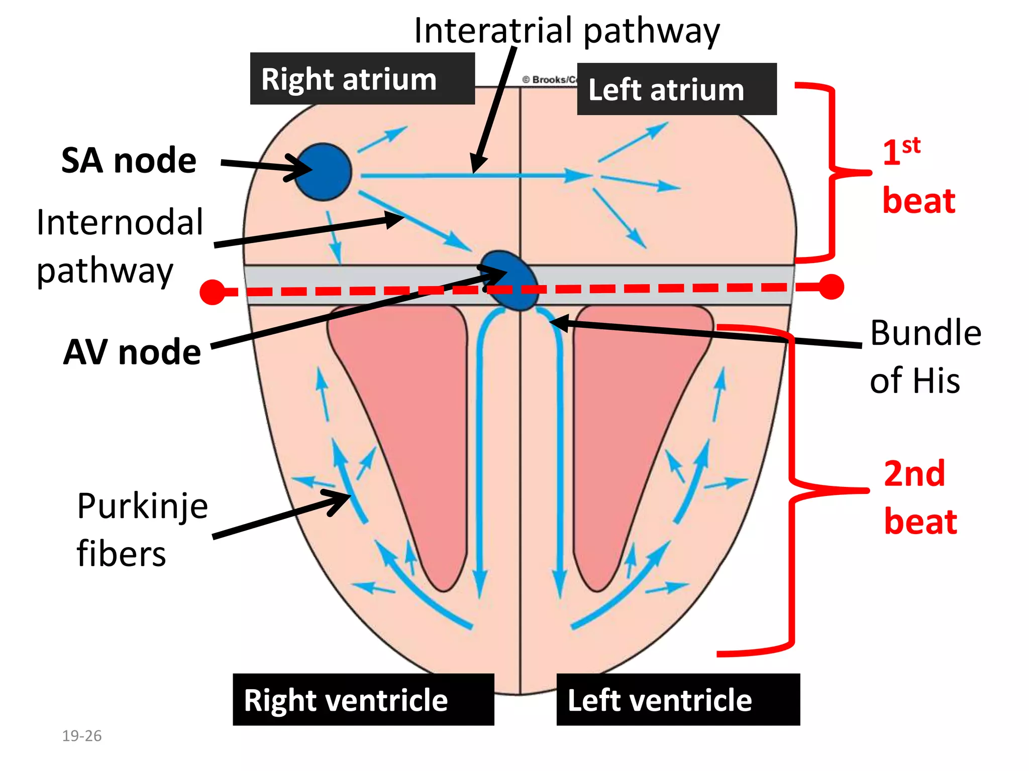 Cardiac skeleton | PPTX