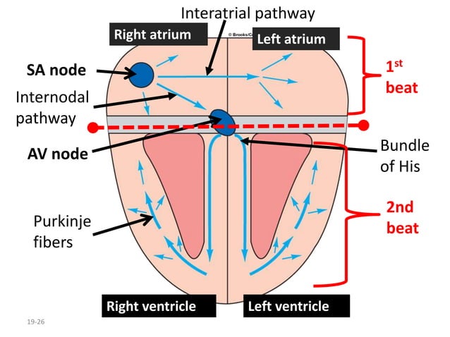 Cardiac skeleton | PPT