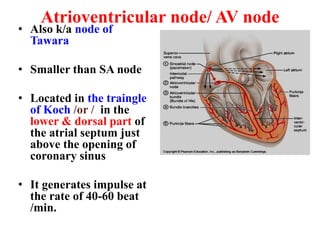Cardiac skeleton | PPT