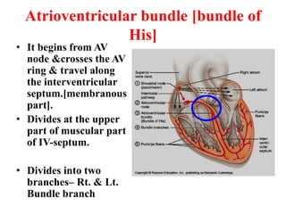 Cardiac skeleton | PPT