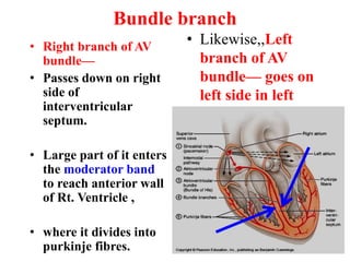 Cardiac skeleton | PPT