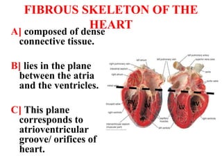 Cardiac Skeleton