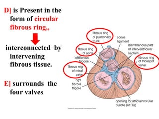 Cardiac Skeleton Histology