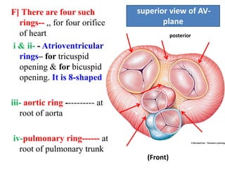 Cardiac skeleton | PPT