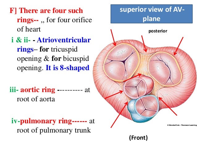 Cardiac skeleton