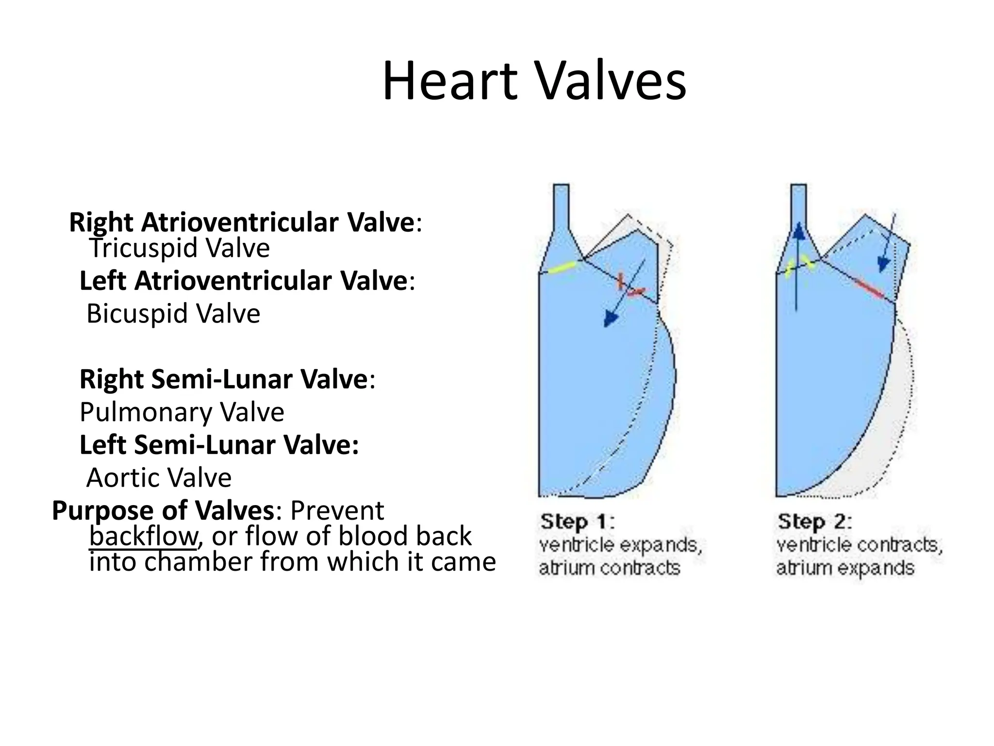 Cardiac Stent,valve,heart, disease, heart failure | PPT