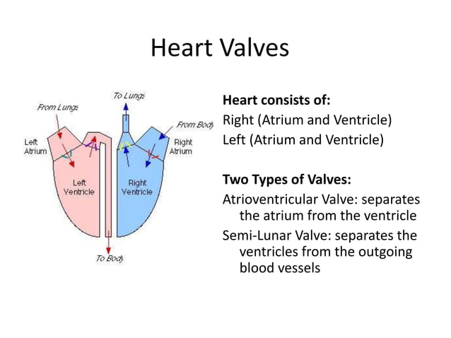 Cardiac Stent,valve,heart, disease, heart failure | PPT