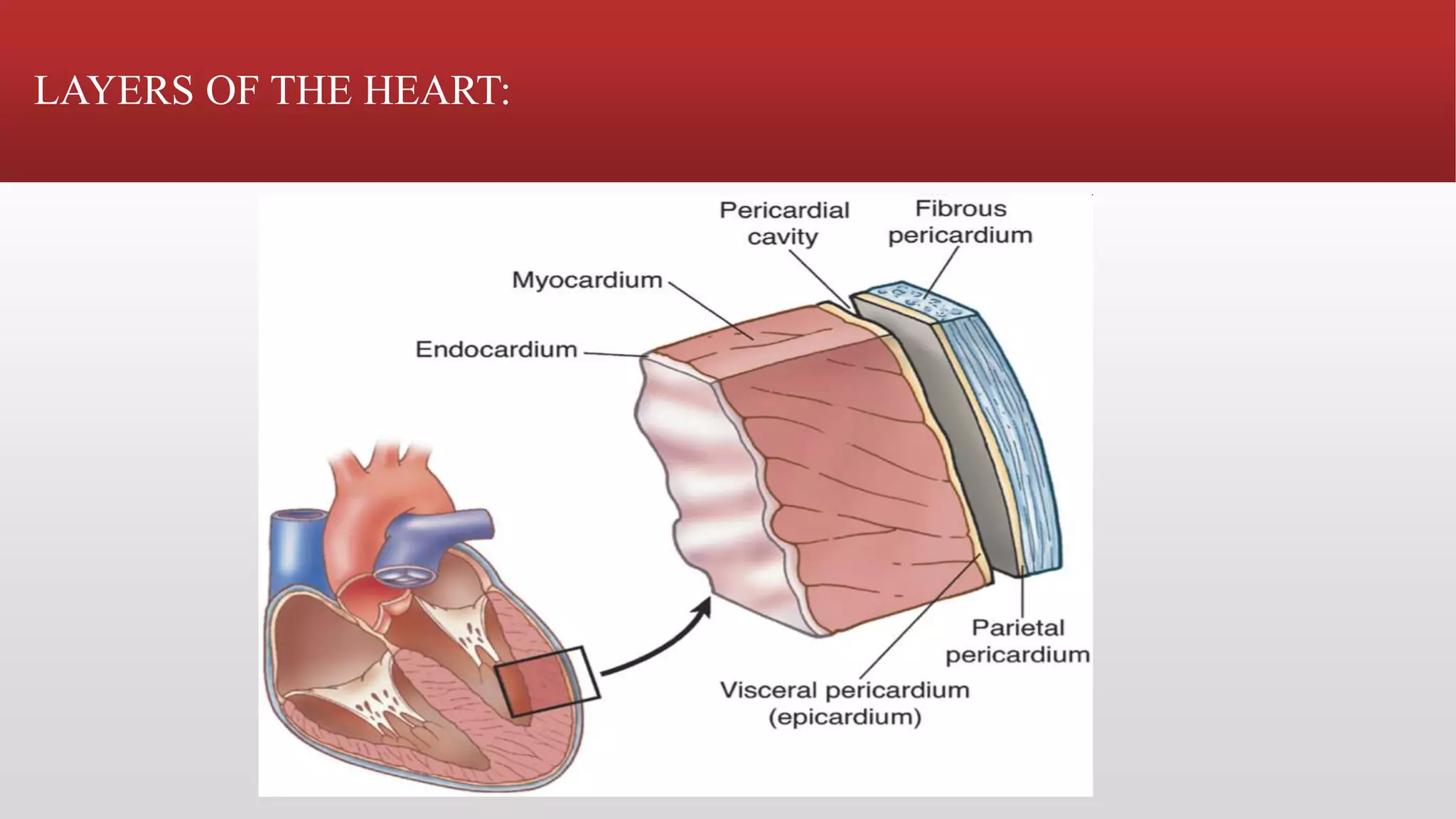 Cardiac surgery | PPTX