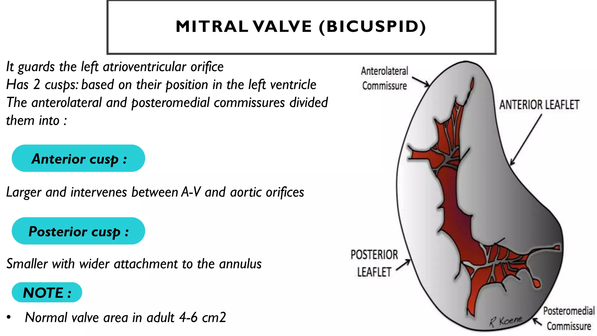 The anatomy of the cardiac valves and their abnormalities | PPTX