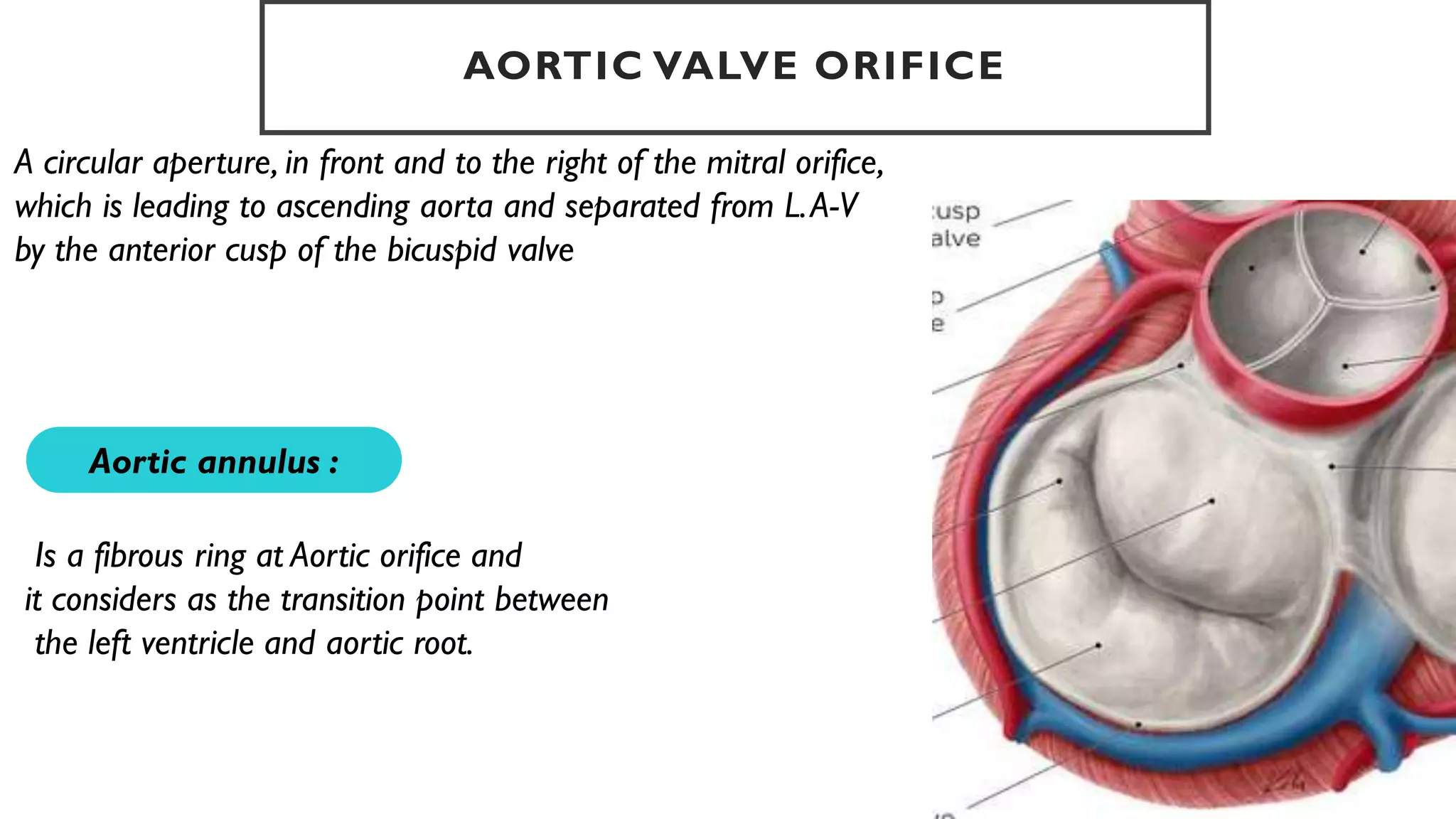 The anatomy of the cardiac valves and their abnormalities | PPTX