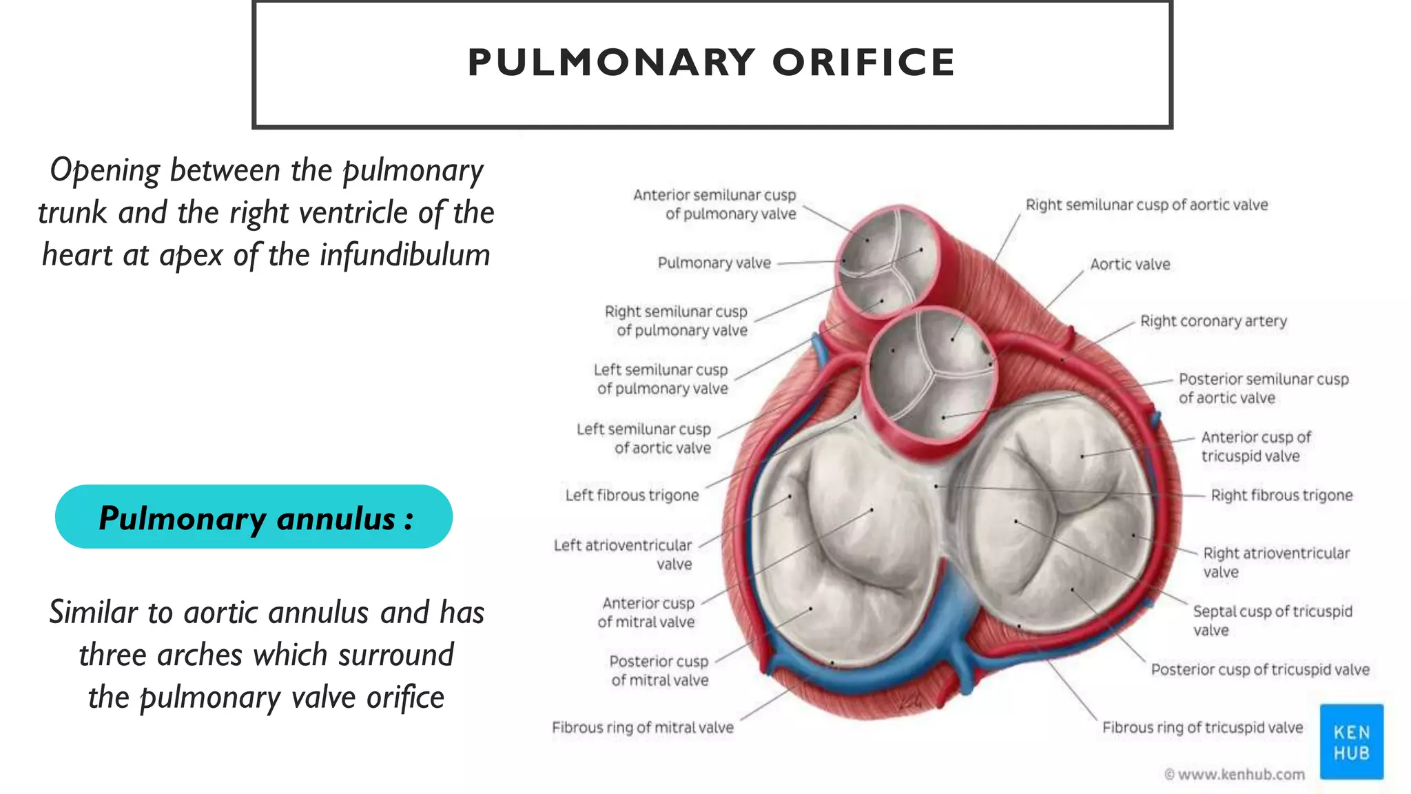 The anatomy of the cardiac valves and their abnormalities | PPTX