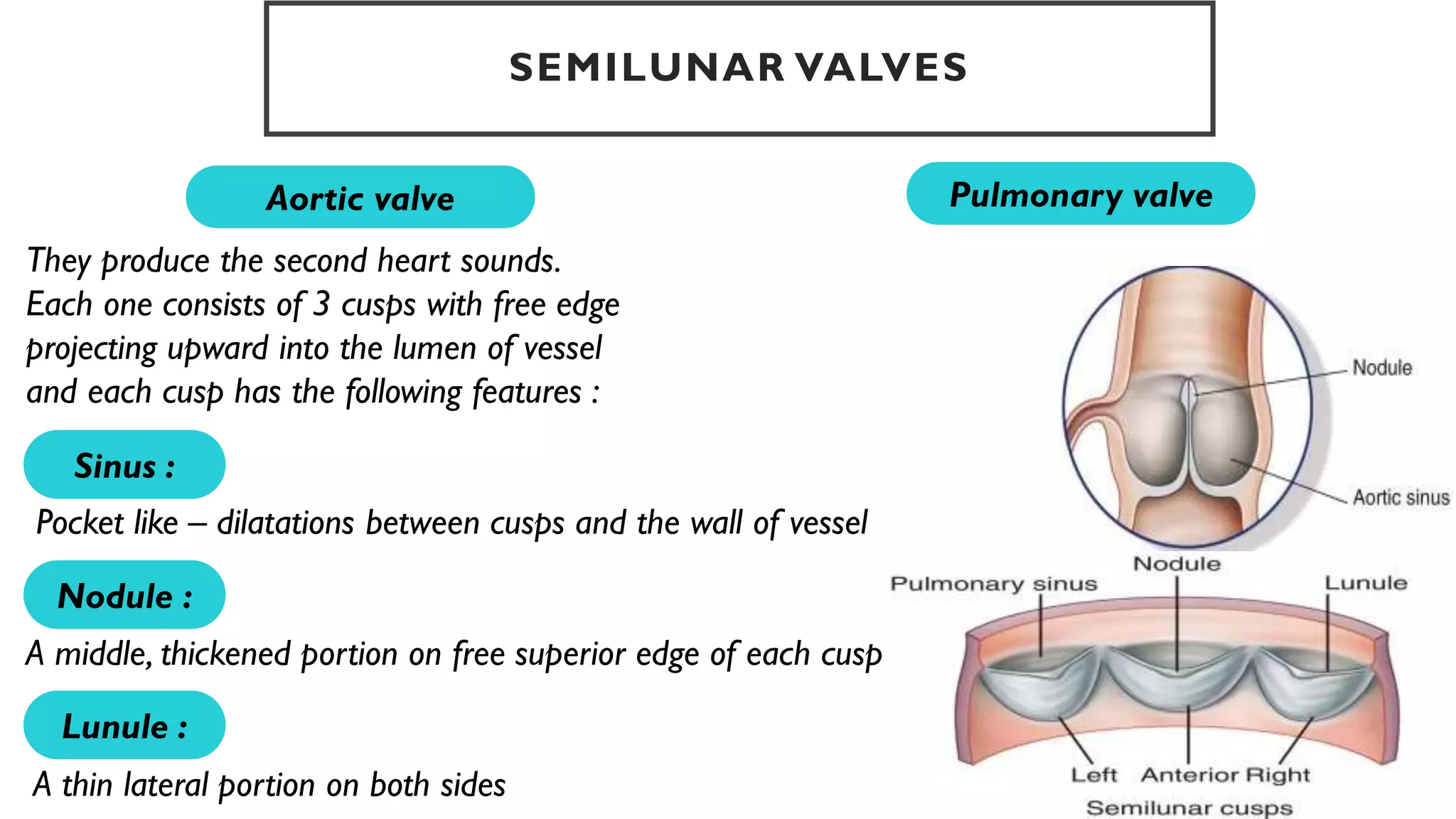 The anatomy of the cardiac valves and their abnormalities | PPTX