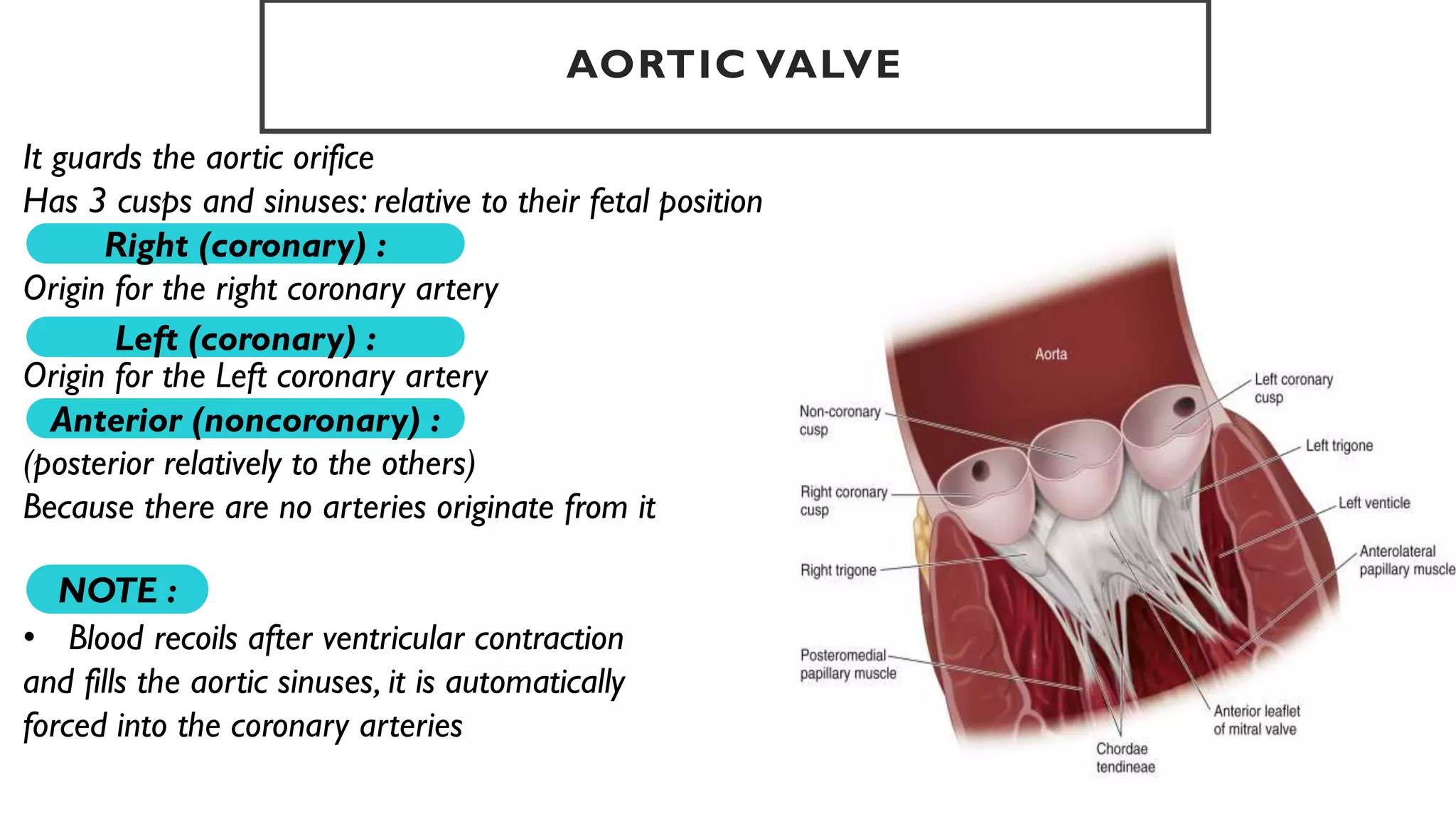 The anatomy of the cardiac valves and their abnormalities | PPTX