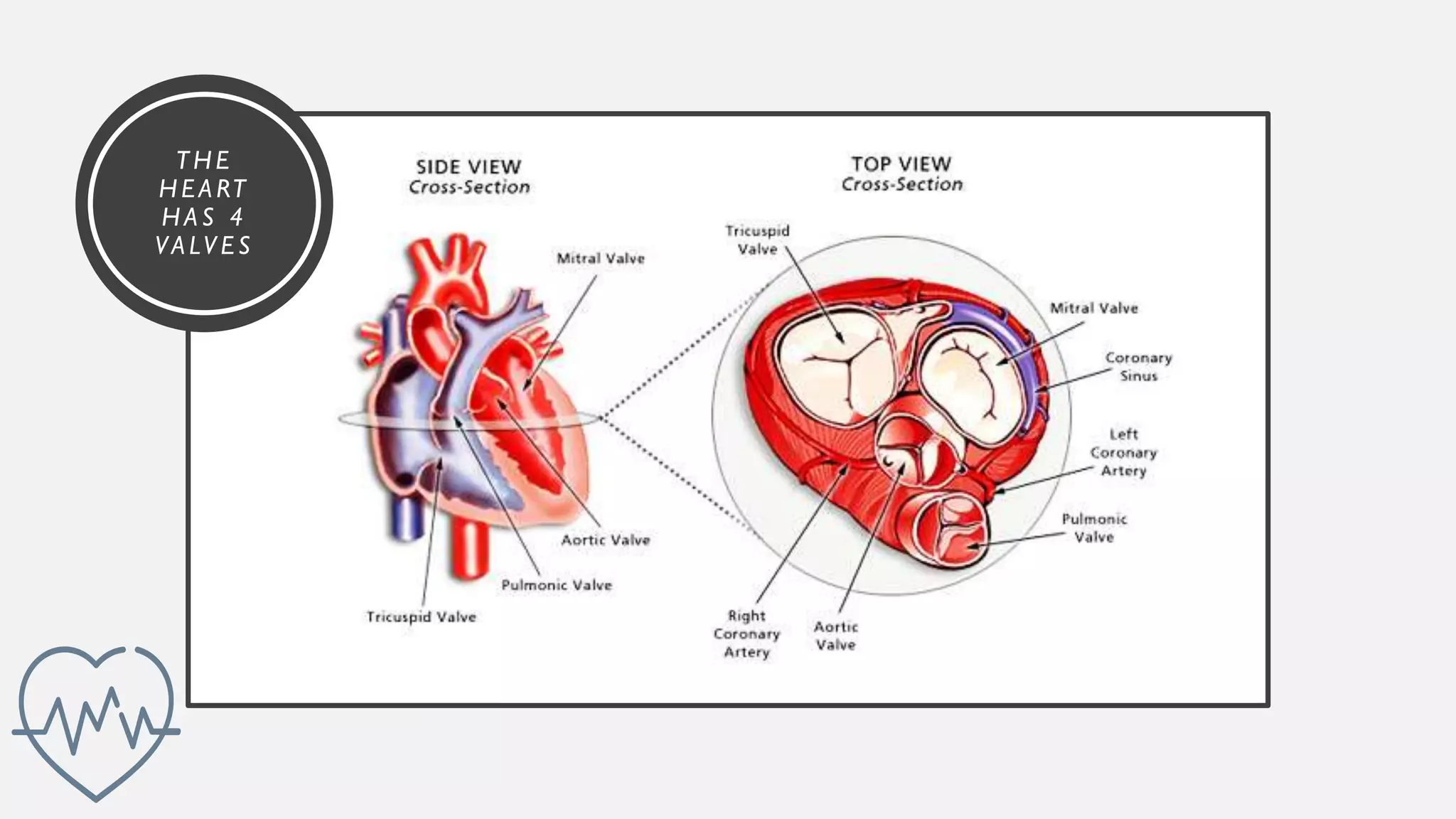 The anatomy of the cardiac valves and their abnormalities | PPTX