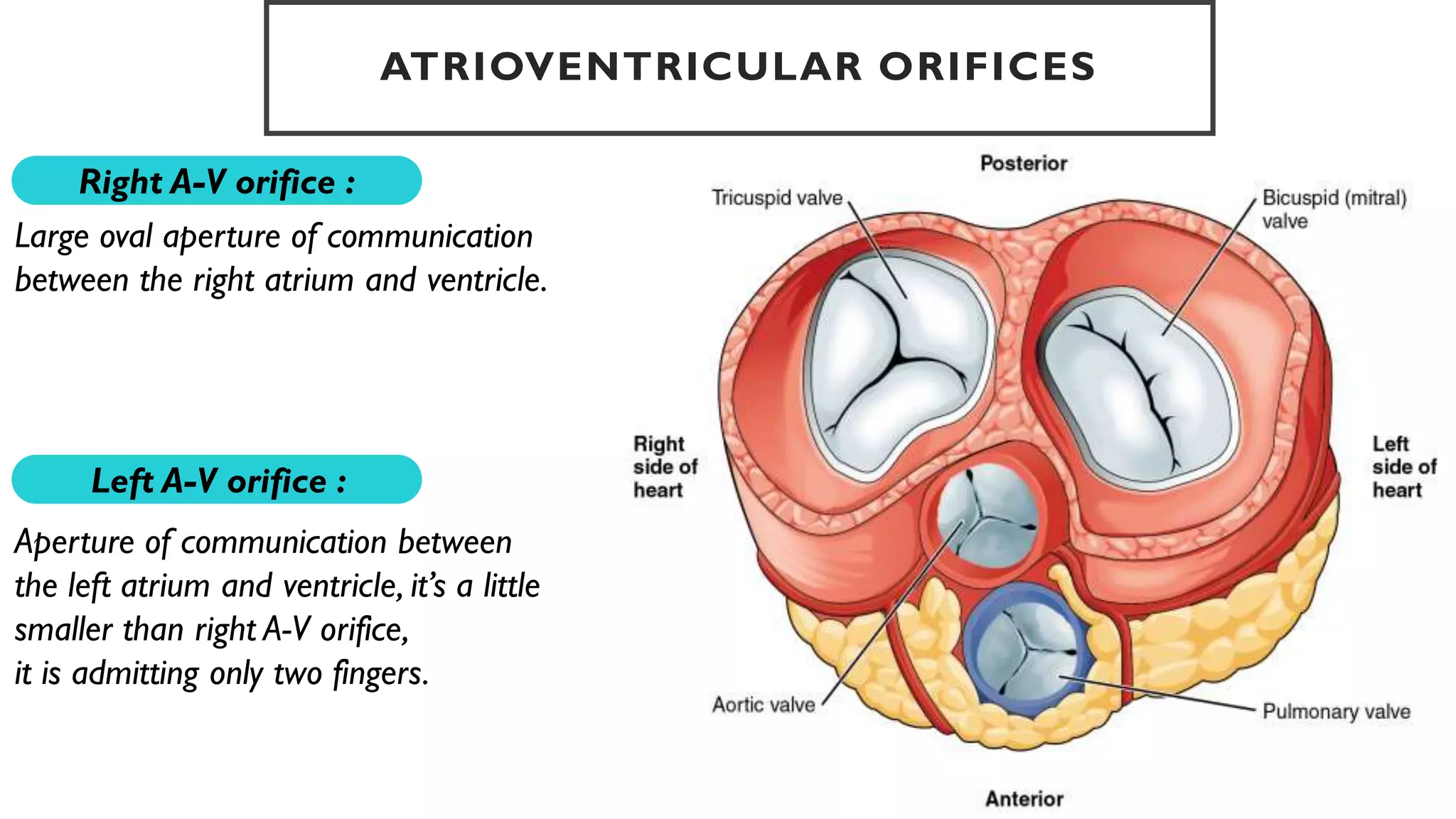 The anatomy of the cardiac valves and their abnormalities | PPTX