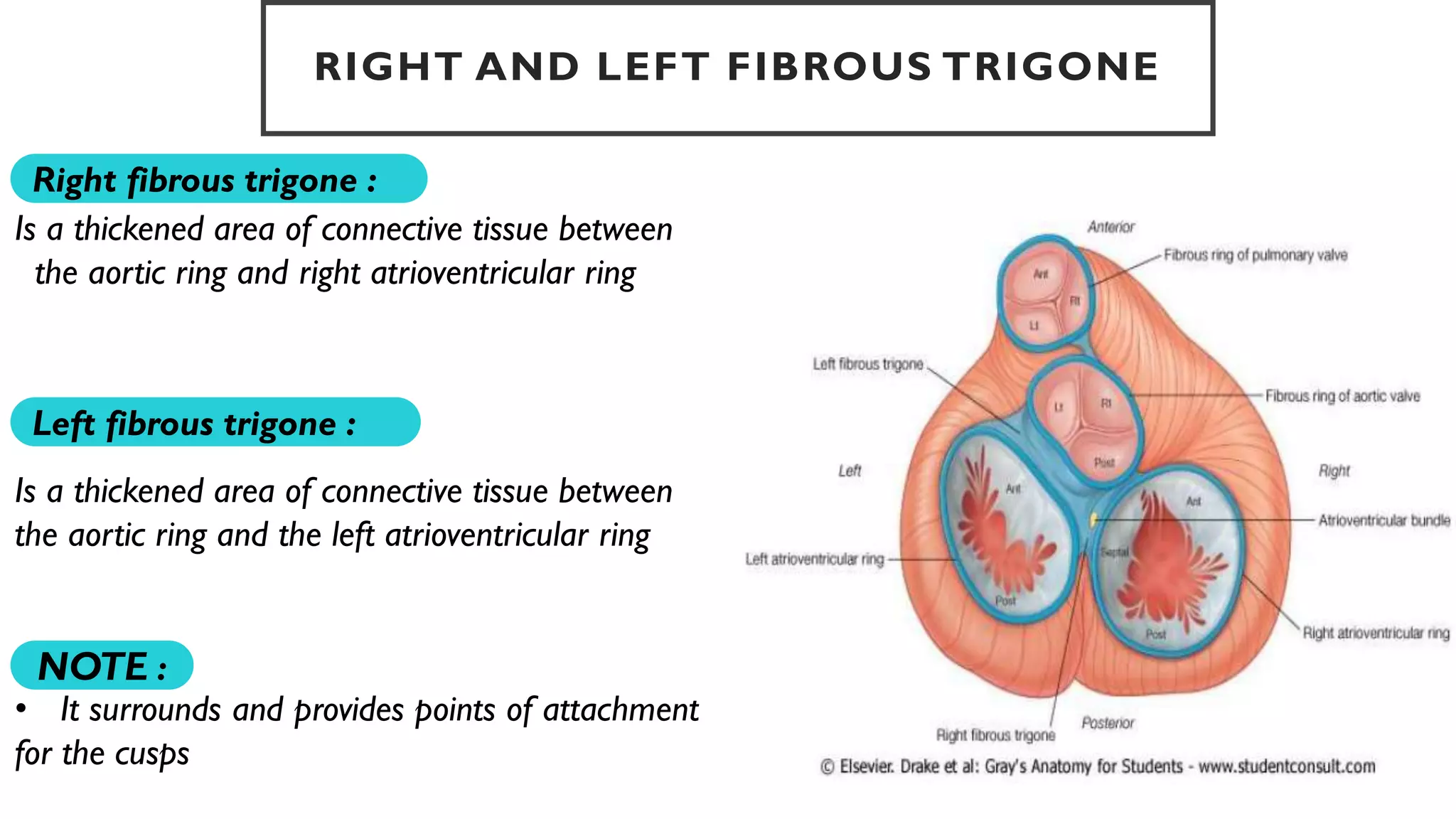 The anatomy of the cardiac valves and their abnormalities | PPTX
