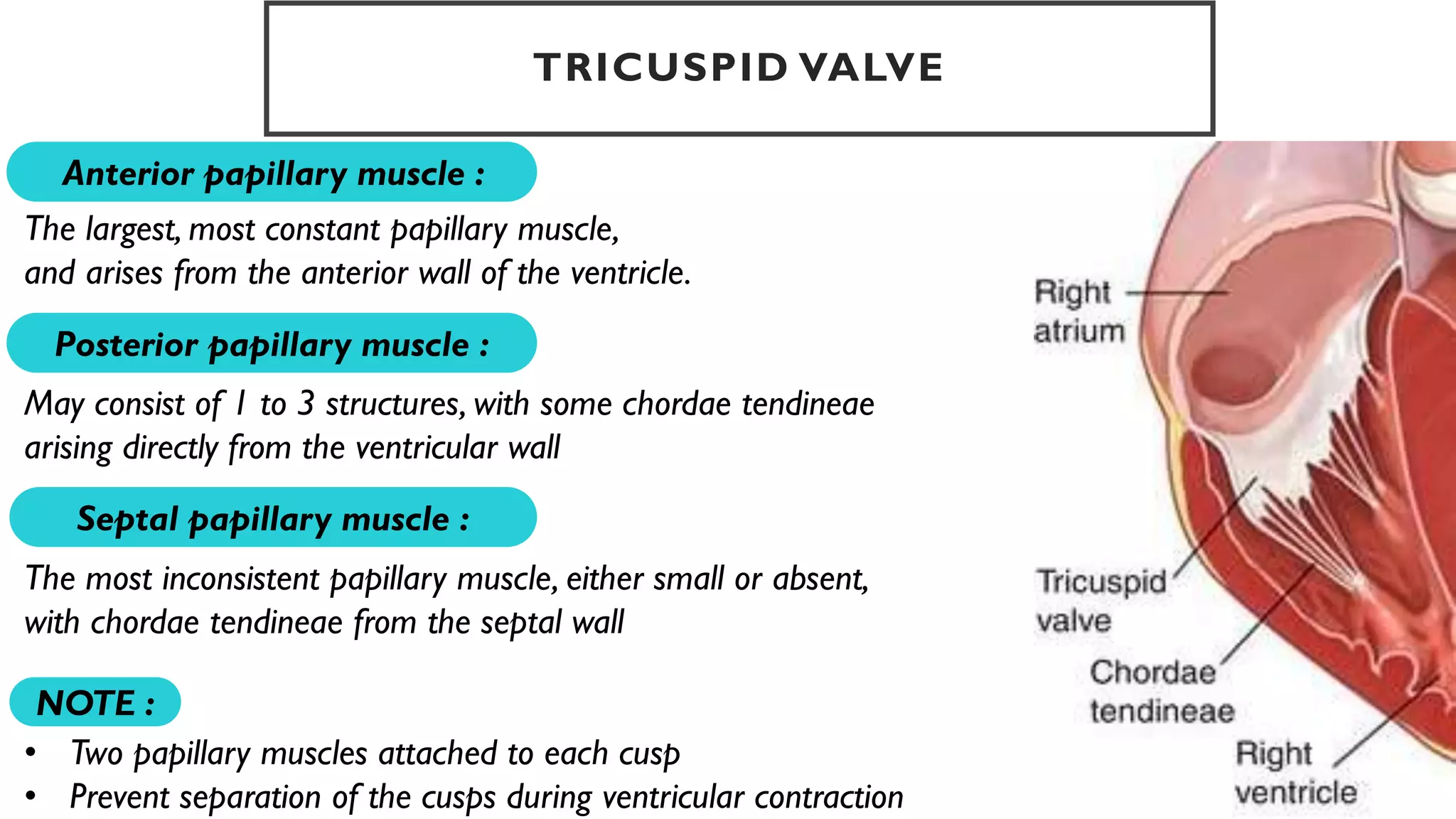 The anatomy of the cardiac valves and their abnormalities | PPTX