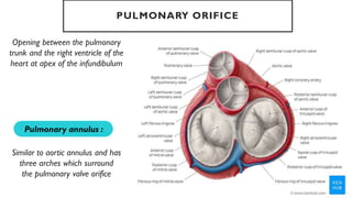 The anatomy of the cardiac valves and their abnormalities | PPTX