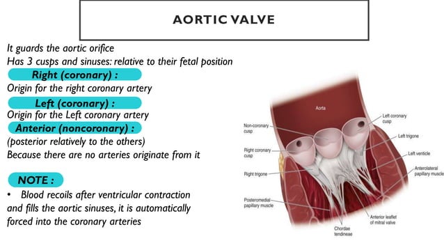 The anatomy of the cardiac valves and their abnormalities | PPT