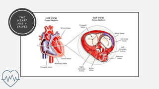 The anatomy of the cardiac valves and their abnormalities | PPTX ...