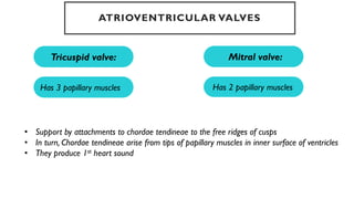 The anatomy of the cardiac valves and their abnormalities | PPTX