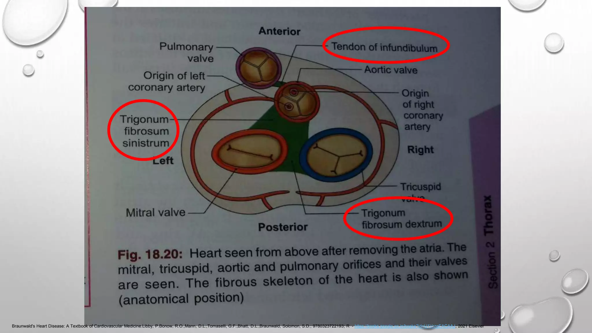 Cardiac valves and skeleton & With applied aspects -final 1.pptx