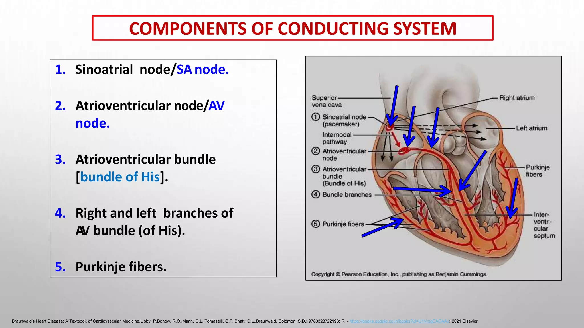 Cardiac valves and skeleton & With applied aspects -final 1.pptx