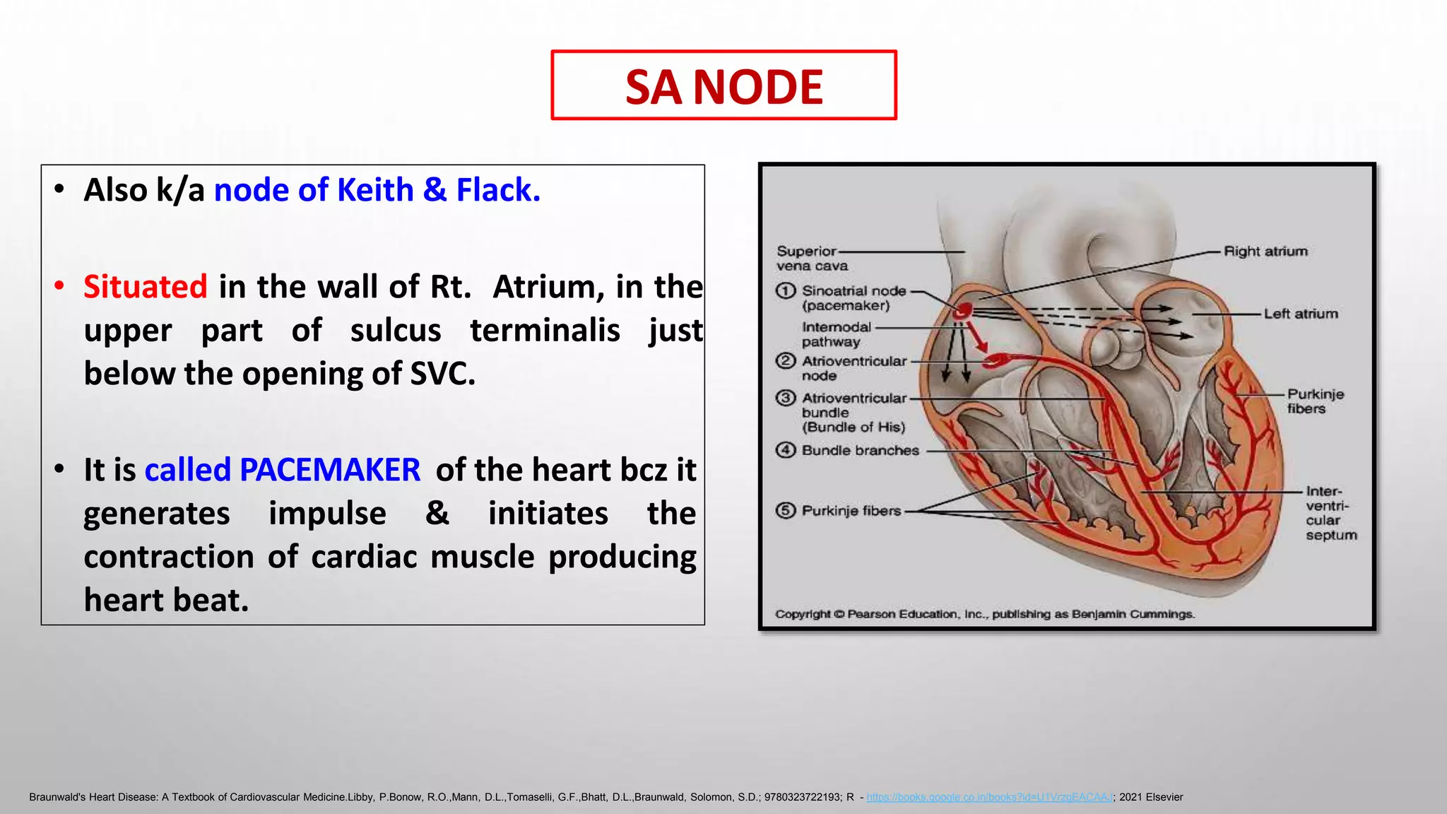 Cardiac valves and skeleton & With applied aspects -final 1.pptx