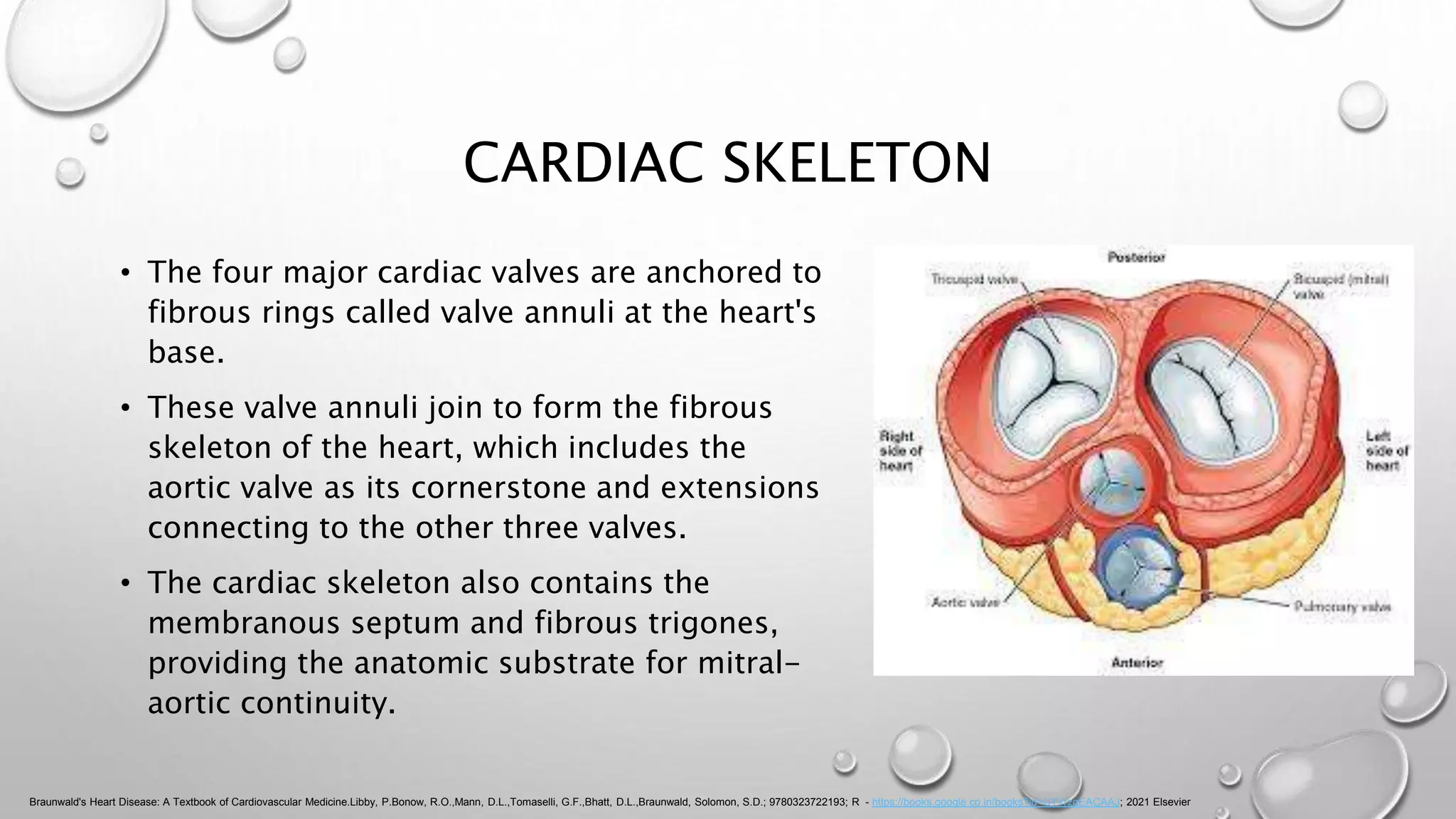 Cardiac valves and skeleton & With applied aspects -final 1.pptx