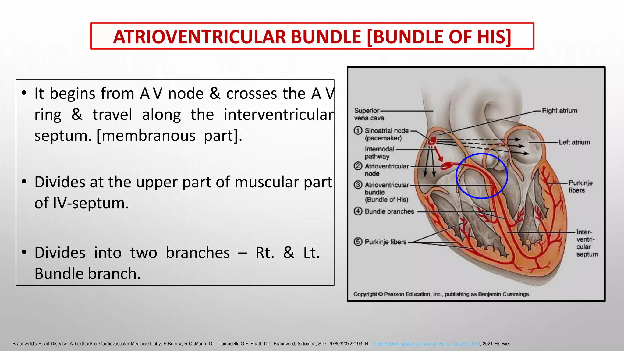 Cardiac valves and skeleton & With applied aspects -final 1.pptx