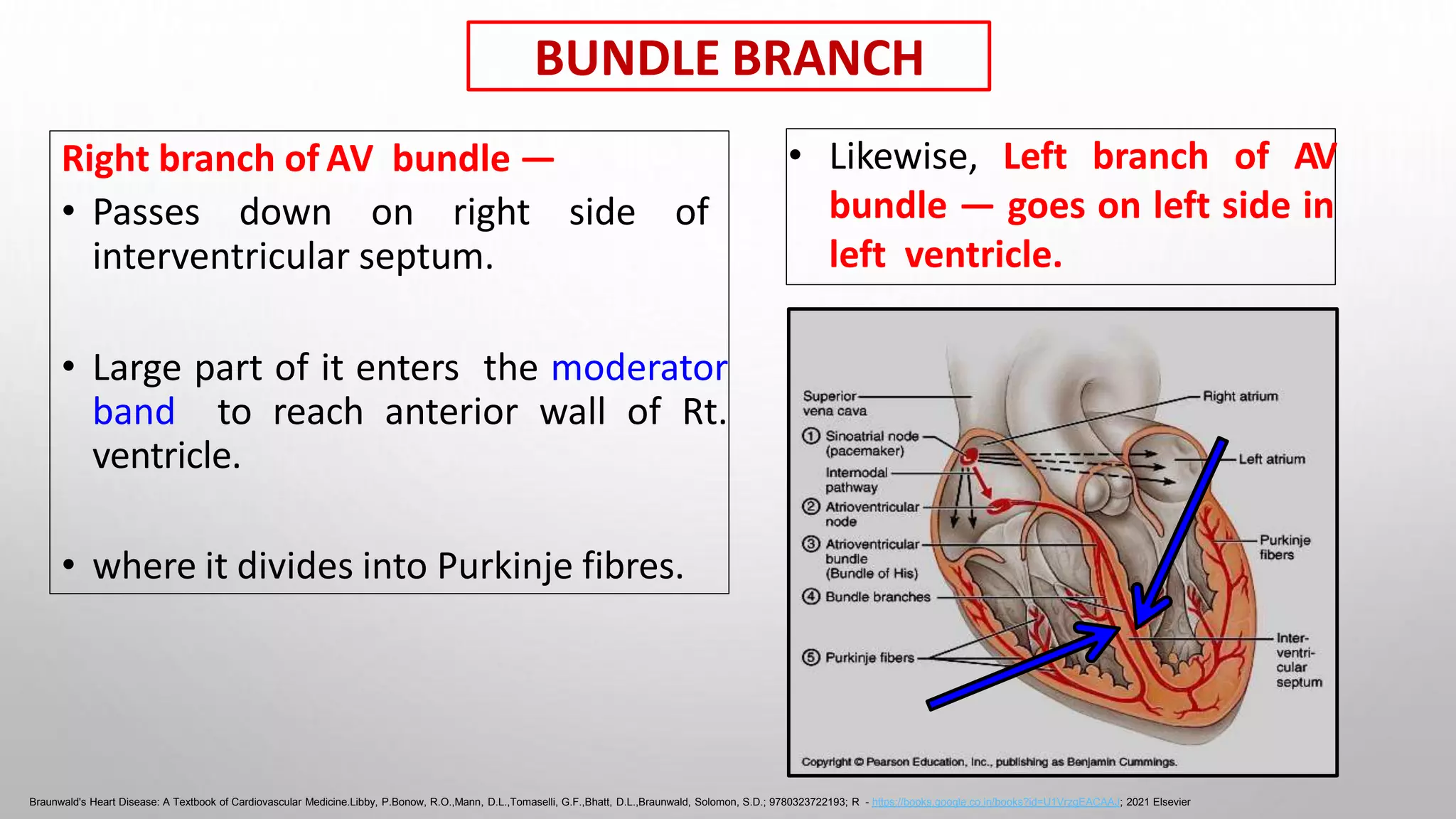 Cardiac valves and skeleton & With applied aspects -final 1.pptx