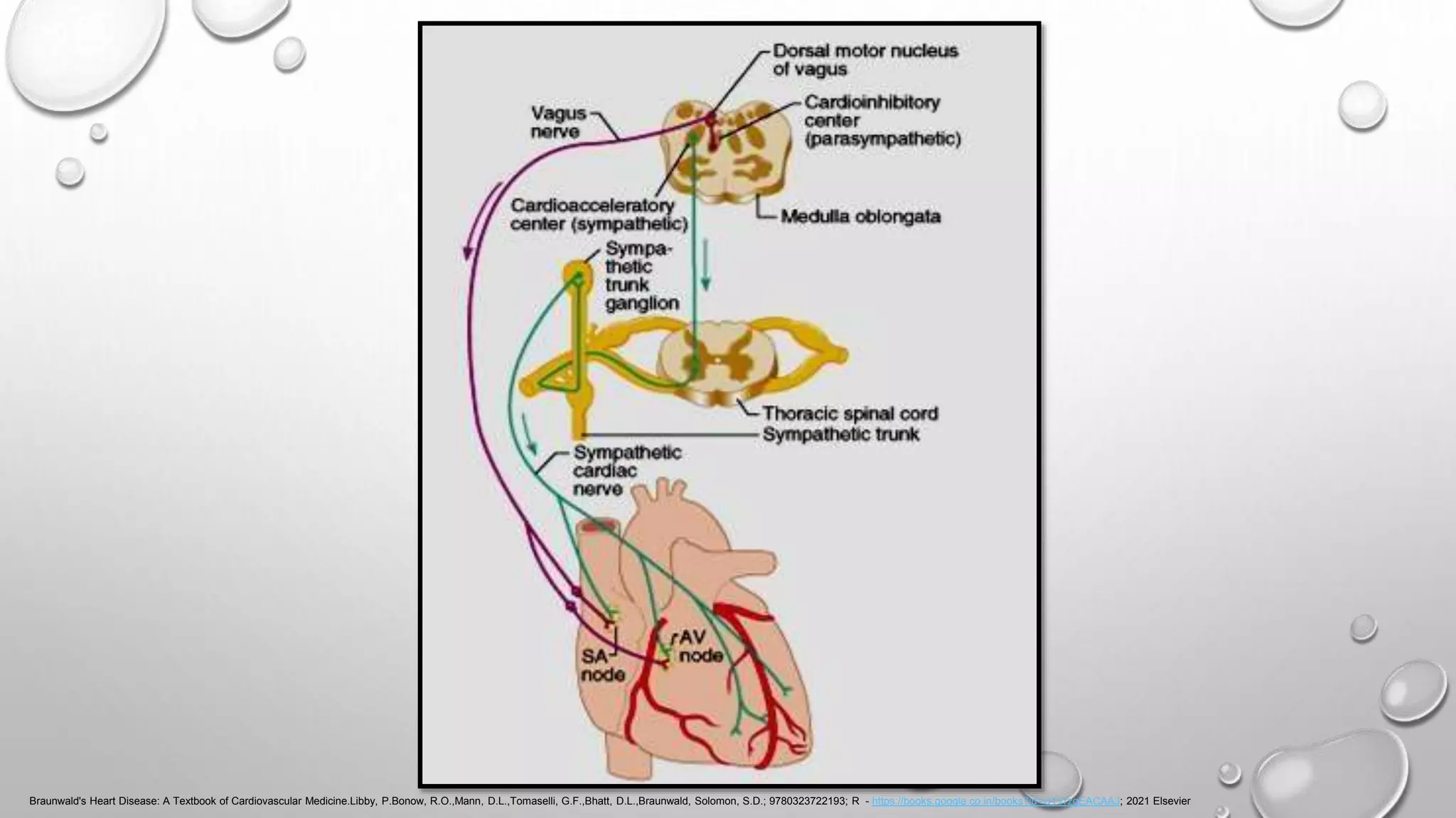 Cardiac valves and skeleton & With applied aspects -final 1.pptx