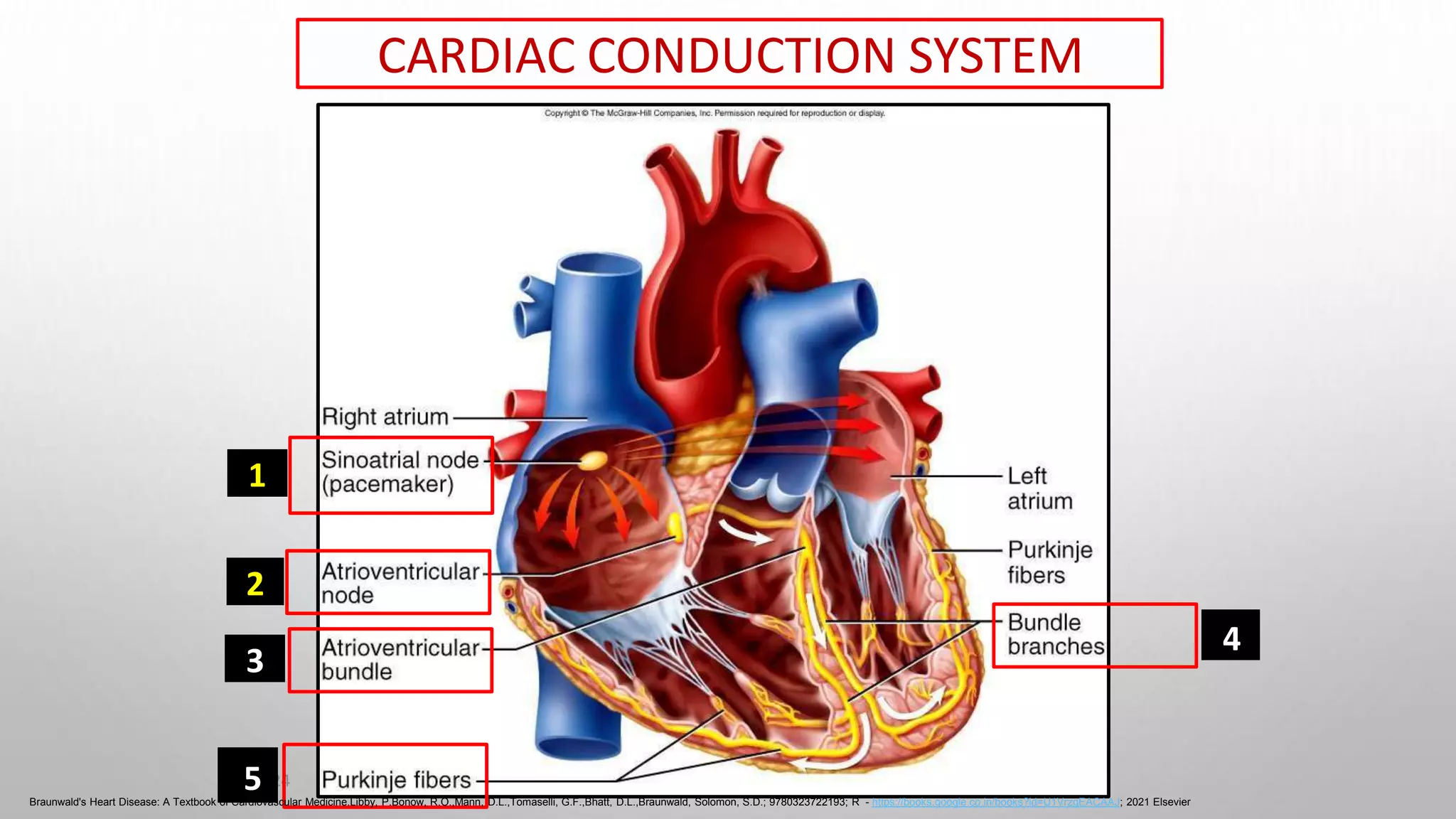 Cardiac valves and skeleton & With applied aspects -final 1.pptx