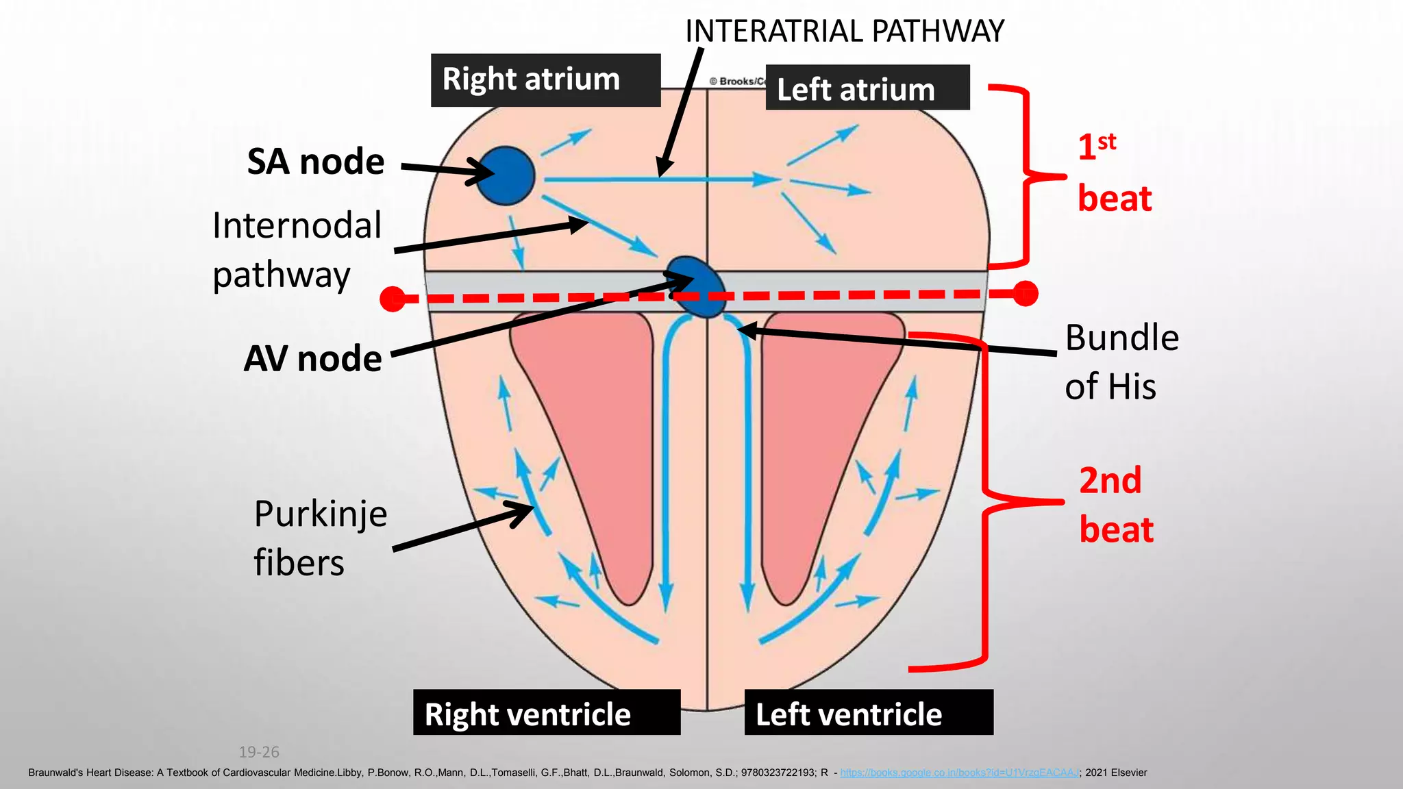 Cardiac valves and skeleton & With applied aspects -final 1.pptx