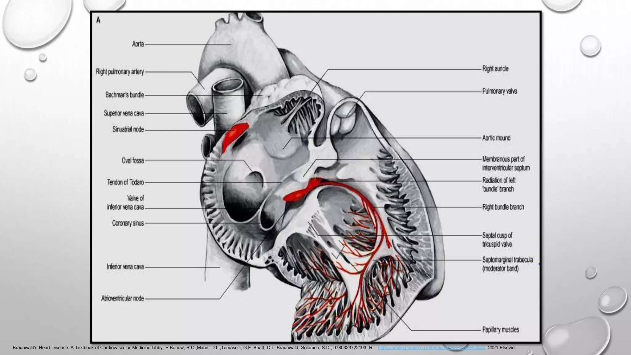 Cardiac valves and skeleton & With applied aspects -final 1.pptx