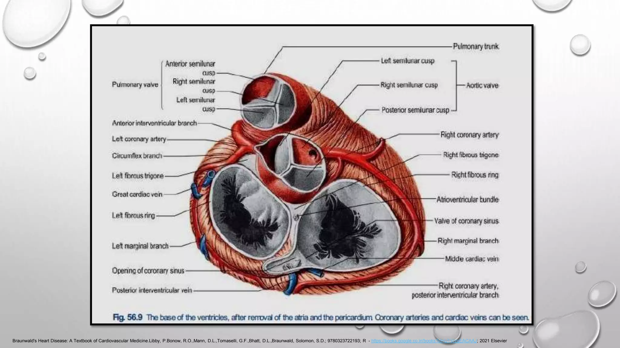 Cardiac valves and skeleton & With applied aspects -final 1.pptx