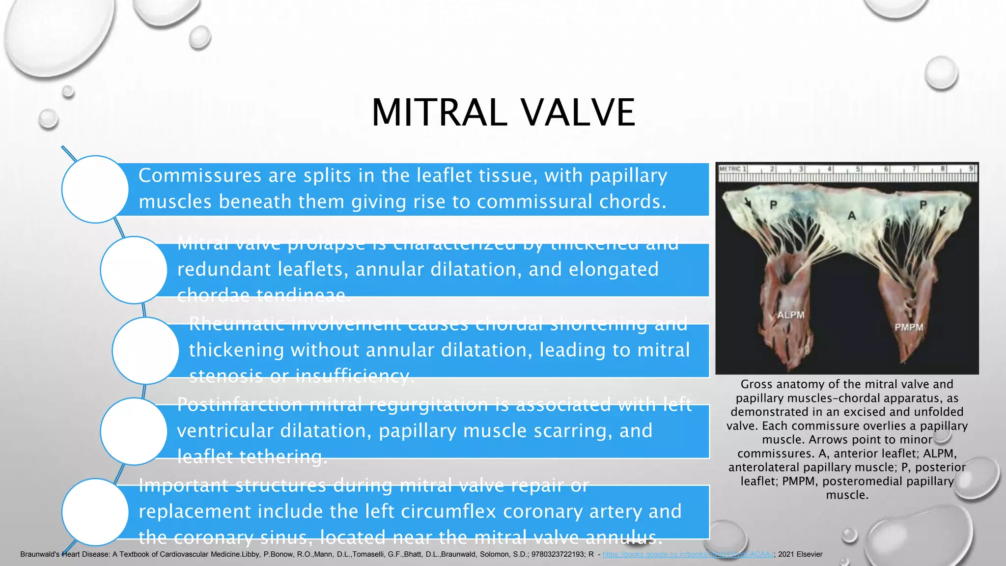 Cardiac valves and skeleton & With applied aspects -final 1.pptx