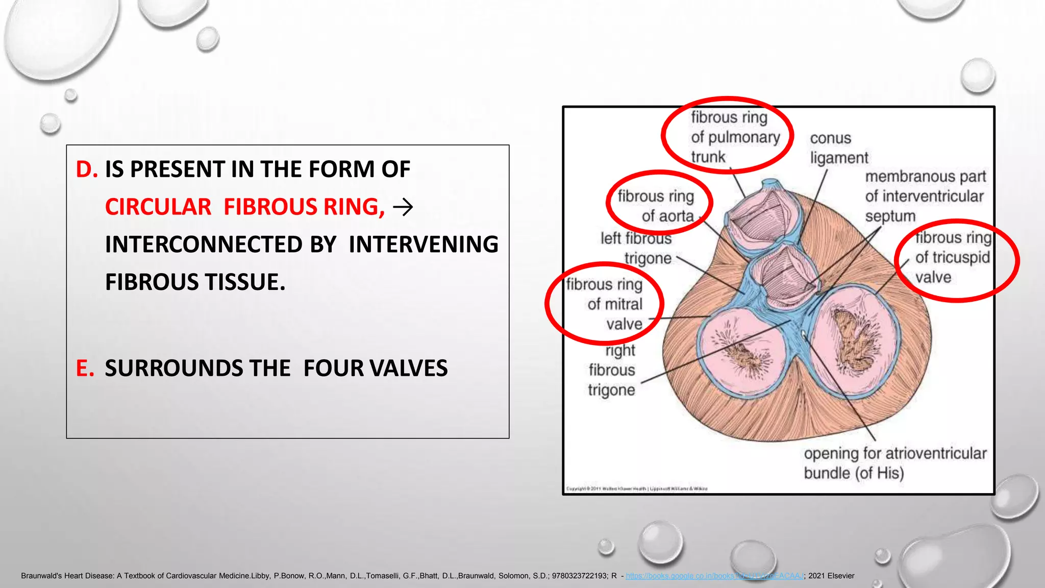 Cardiac valves and skeleton & With applied aspects -final 1.pptx