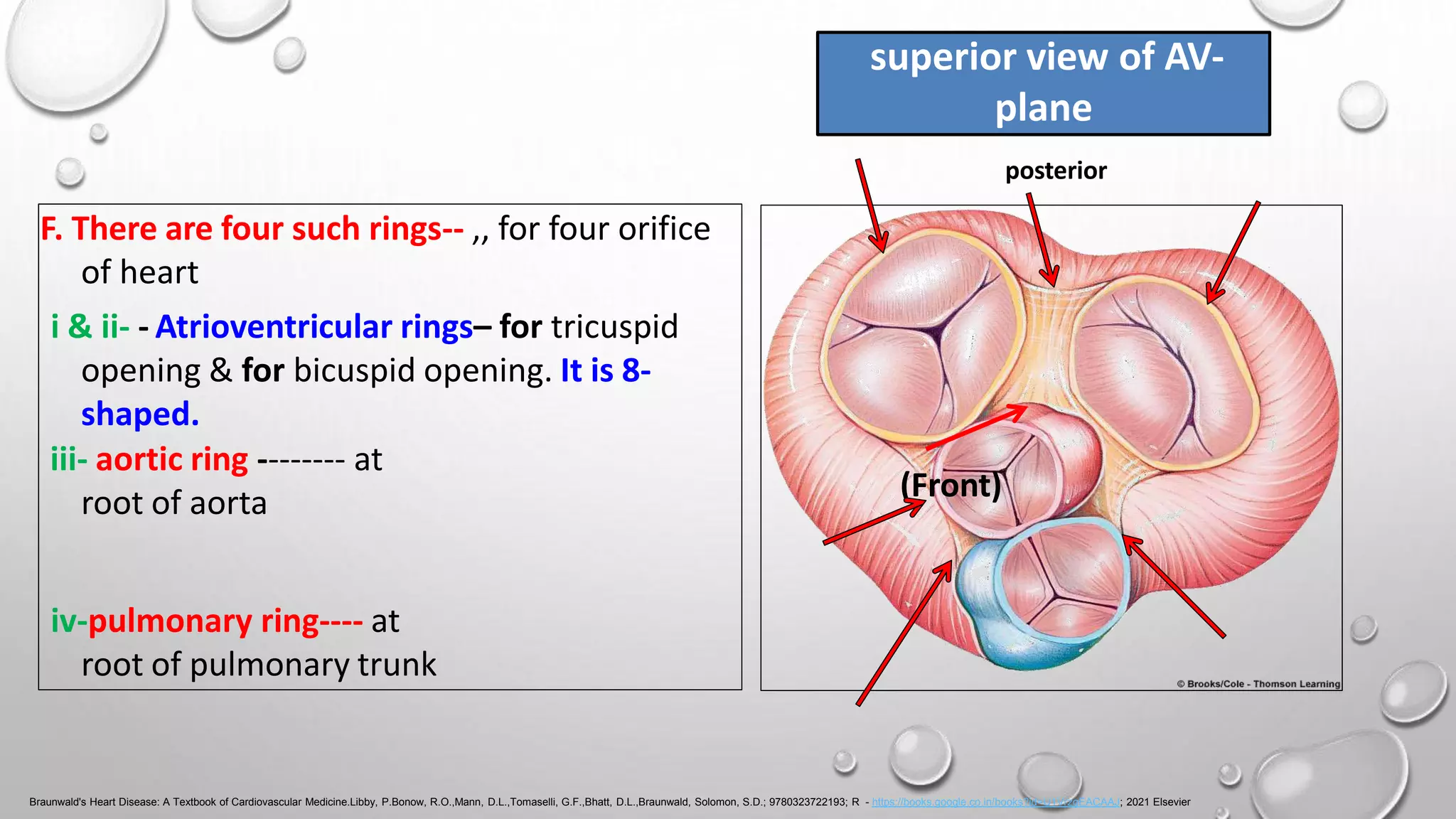Cardiac valves and skeleton & With applied aspects -final 1.pptx
