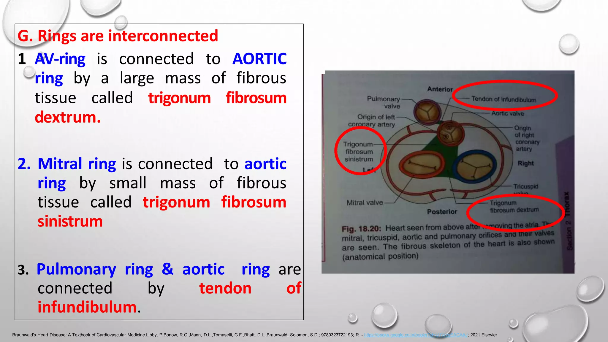 Cardiac valves and skeleton & With applied aspects -final 1.pptx
